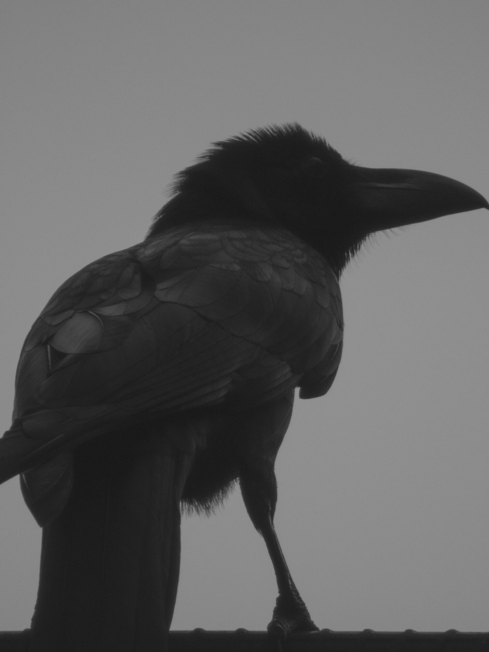 Shadows in the Sky : Sarker Protick - India Art Fair